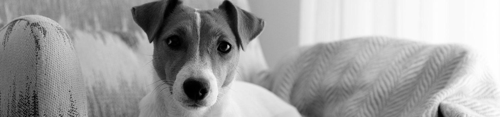 How to Introduce a New Pet Into Your Home | Southeast WI | Animal ...